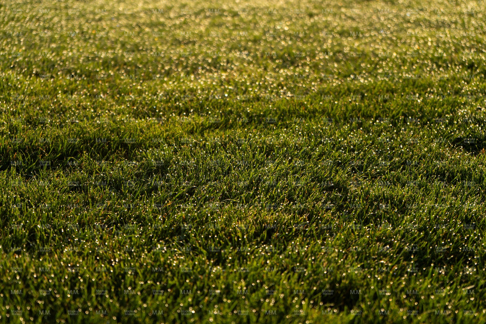 Grass Stock Image SI-SPT-21 – Mockup.Maison